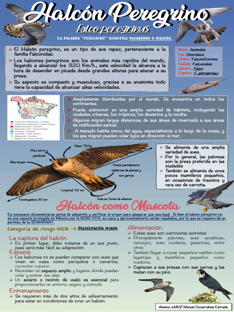 Infografia Halcon Peregrino | Descargar gratis PDF | Aves | Ornitología