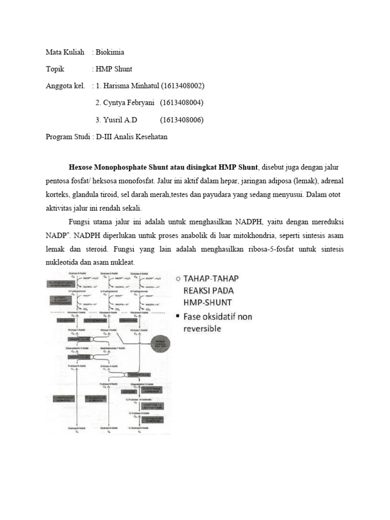 HMP Shunt (BIOKIMIA) | PDF