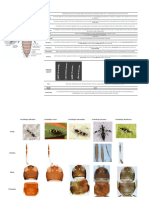 Dragonfly External Anatomy Guide | PDF