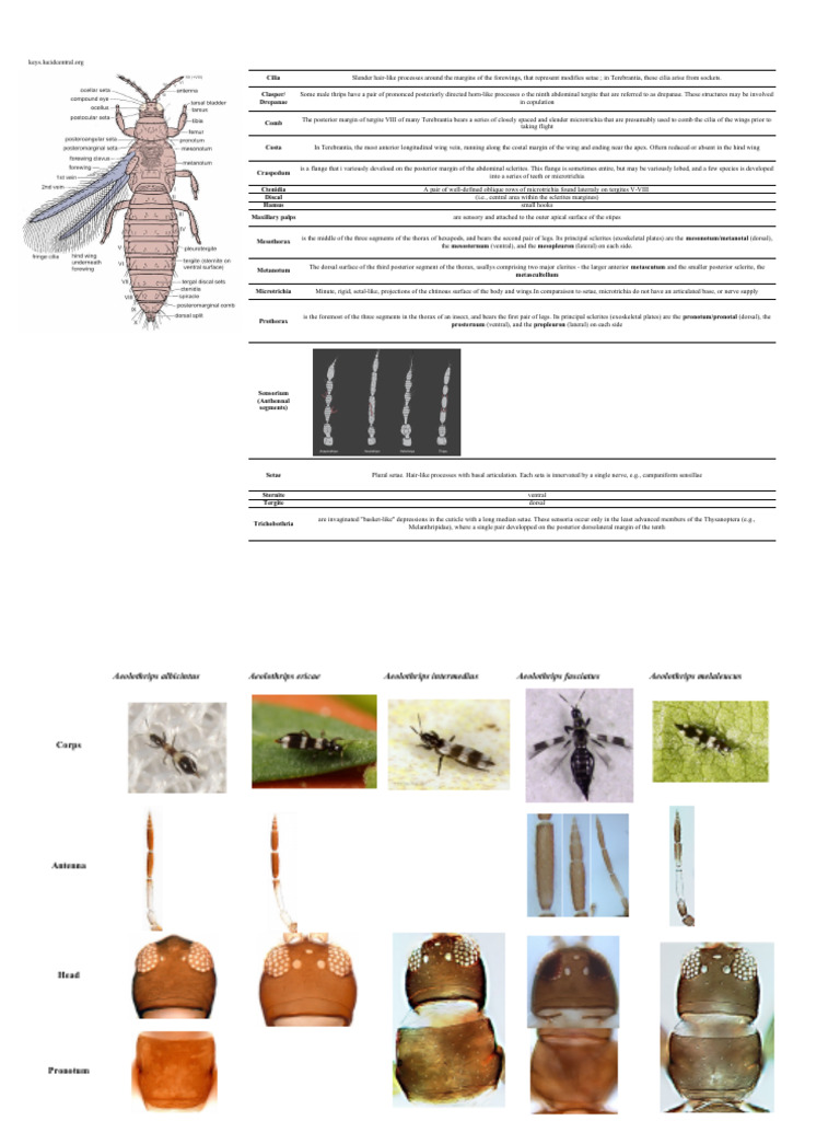 Thrips Identification Key | PDF | Hexapoda | Insects