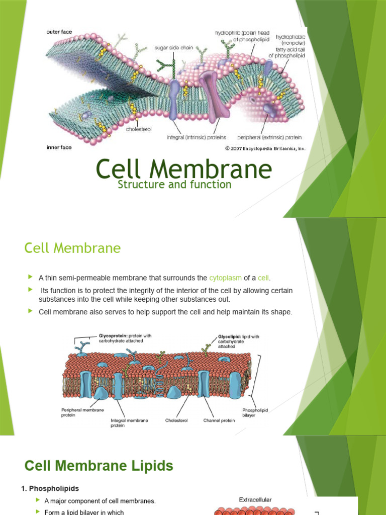 Cell Membrane | PDF | Cell Membrane | Lipid Bilayer