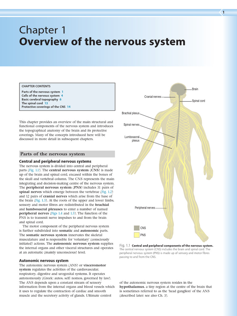 Chapter 1 - Overview of The Nervous System - 2014 - Clinical ...