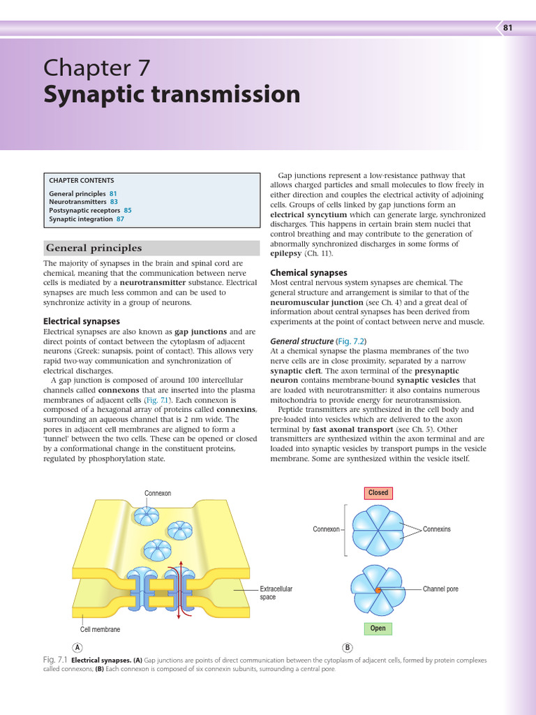 Chapter 7 Synaptic Transmission 2014 Clinical Neuroscience | PDF ...