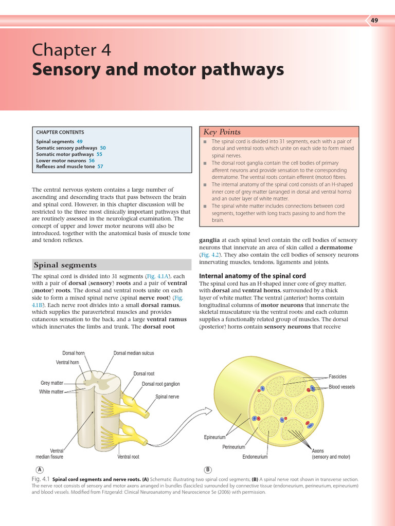 Chapter 4 Sensory and Motor Pathways 2014 Clinical Neuroscience | PDF ...