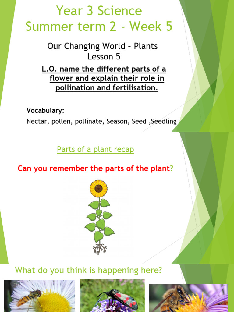 Science Lesson 5 Pollination and Fertilisation | PDF | Flowers ...