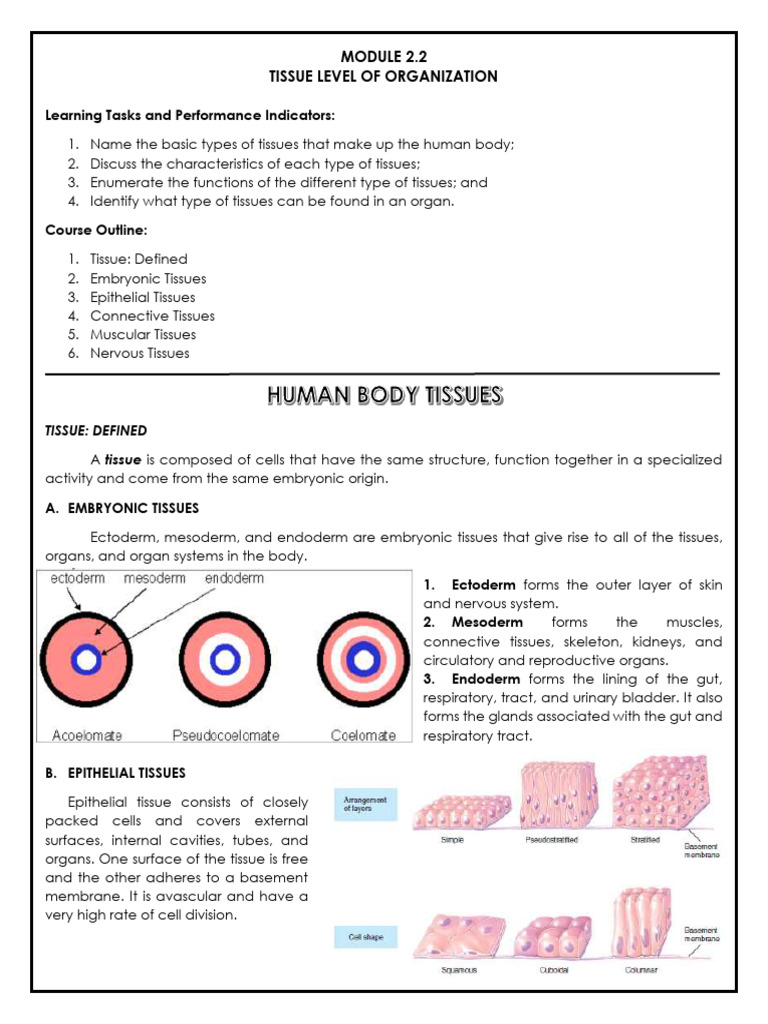 MODULE 2.3 Tissue Level of Organization | PDF | Epithelium | Connective ... MODULE 2.3 Tissue Level of Organization | PDF | Epithelium | Connective ...