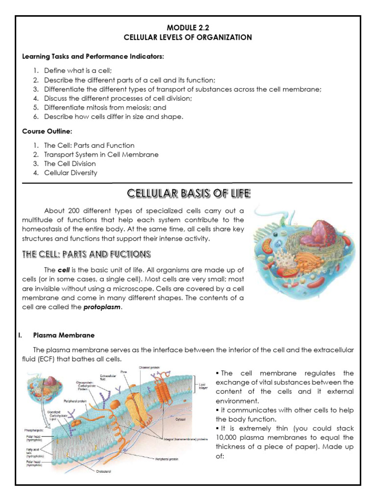 MODULE 2.2 Cellular Level of Organization | Download Free PDF | Meiosis ...