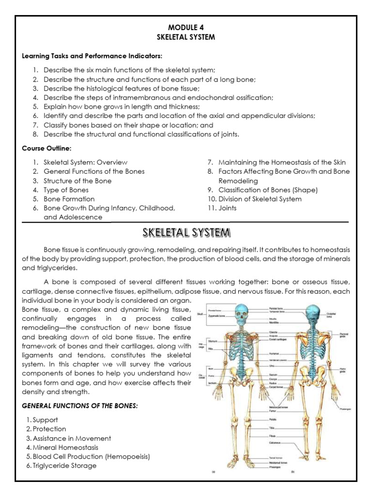 MODULE 4 Skeletal System | PDF | Bone | Osteoblast
