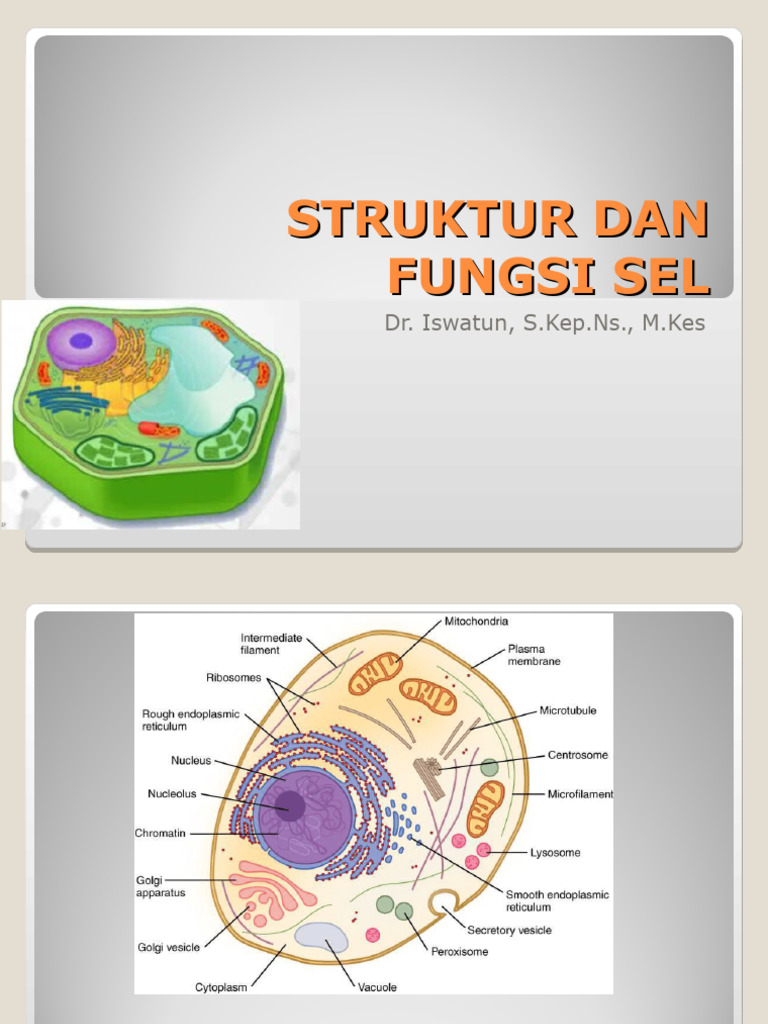 Struktur Dan Fungsi Sel | PDF