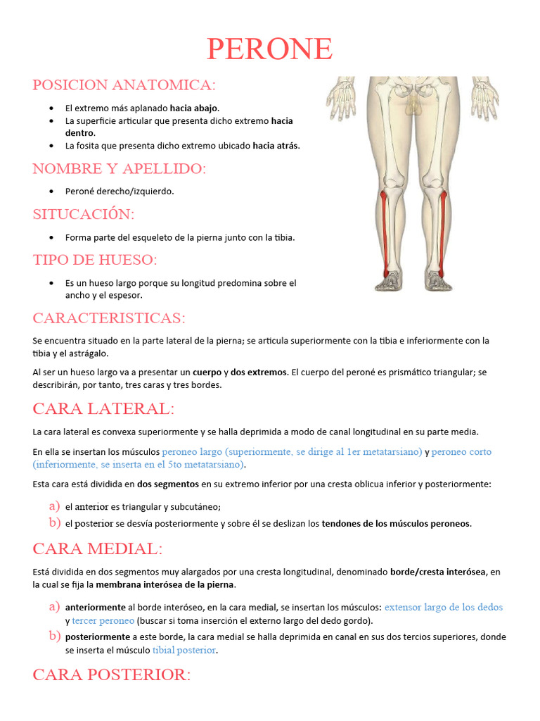PERONE | PDF | Sistema esquelético | Anatomía del miembro inferior