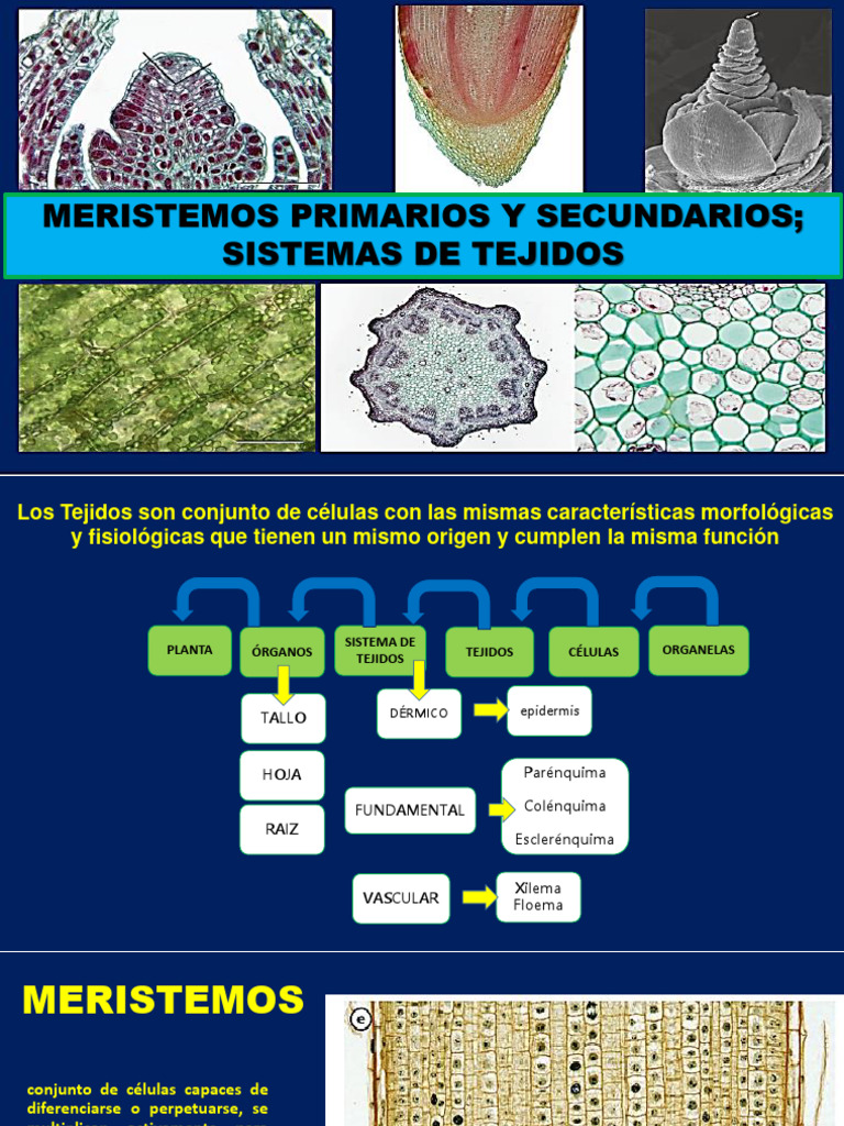 Meristemos | PDF | Tallo de la planta | Raíz