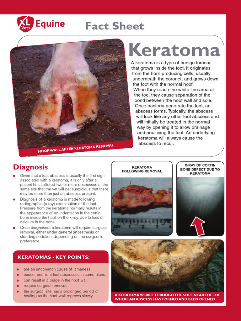 XLVets Equine Rebranded 020 Keratoma Factsheet | PDF | Epidemiology ...