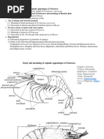 Labeled Female Squid Dissection Guide | PDF | Mollusca | Anatomical ...