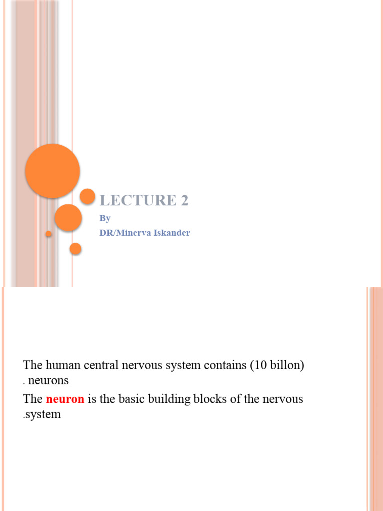 Lecture 2 | PDF | Action Potential | Neuron