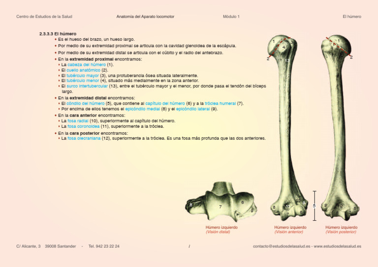 Humero | PDF | Sistema esquelético | Anatomía humana