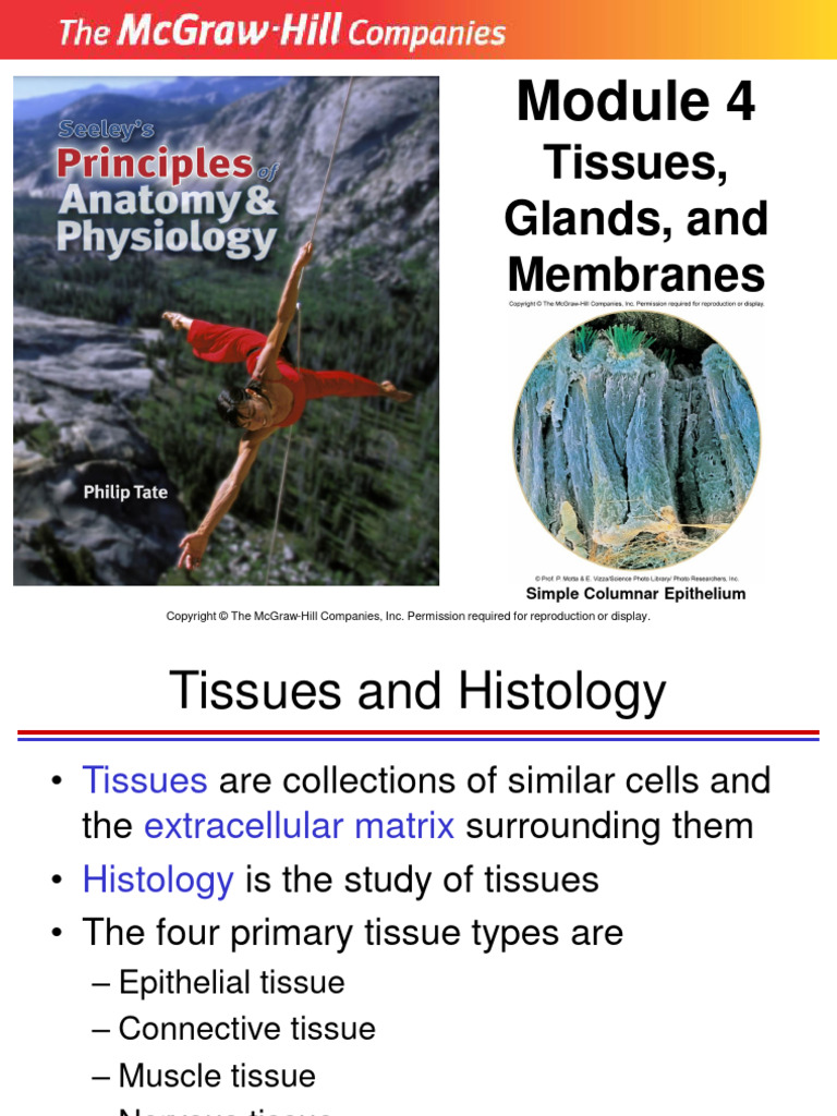 Module 4-Tissues, Glands, and Membranes | PDF | Epithelium | Connective ...