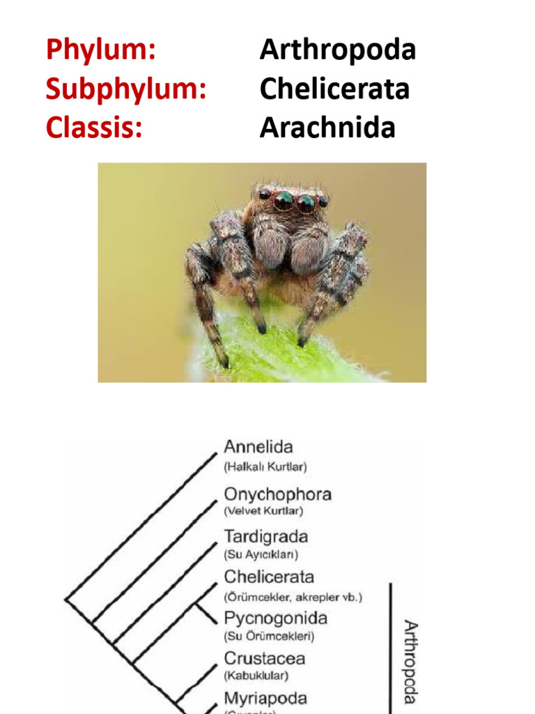 Lab No 7 Chelicerata 1 | PDF