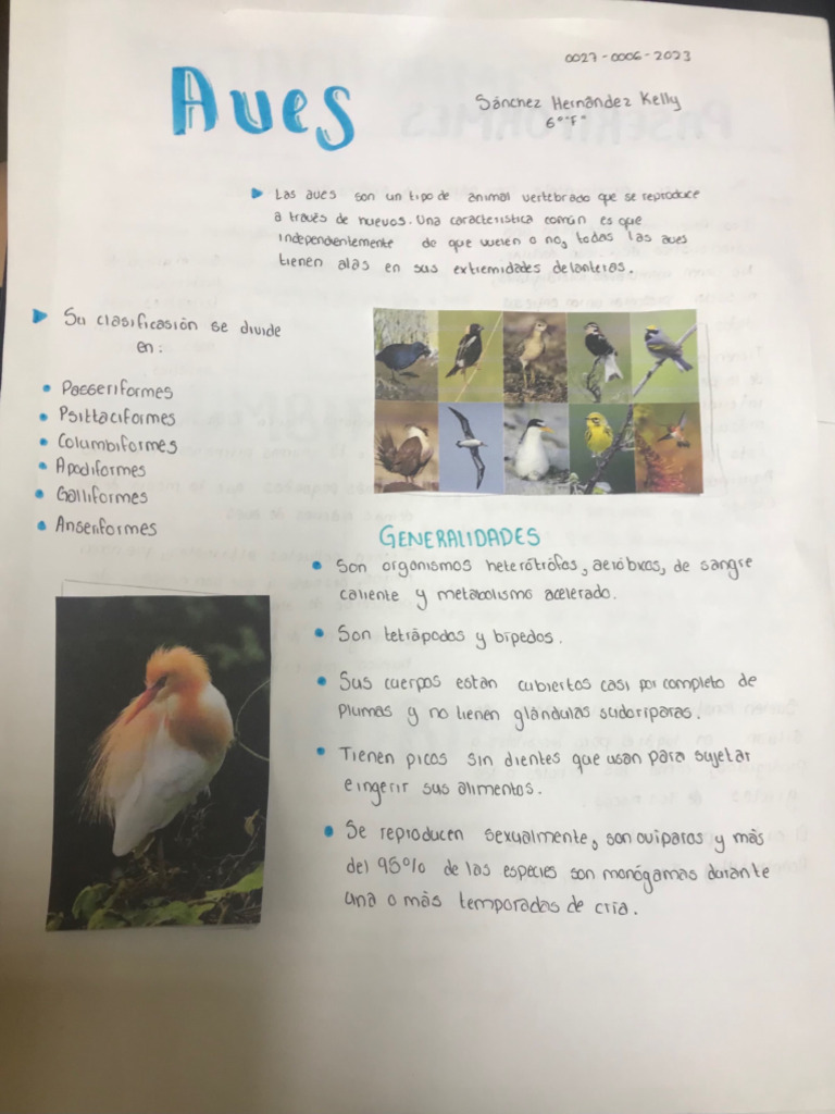 Aves Infografía | PDF