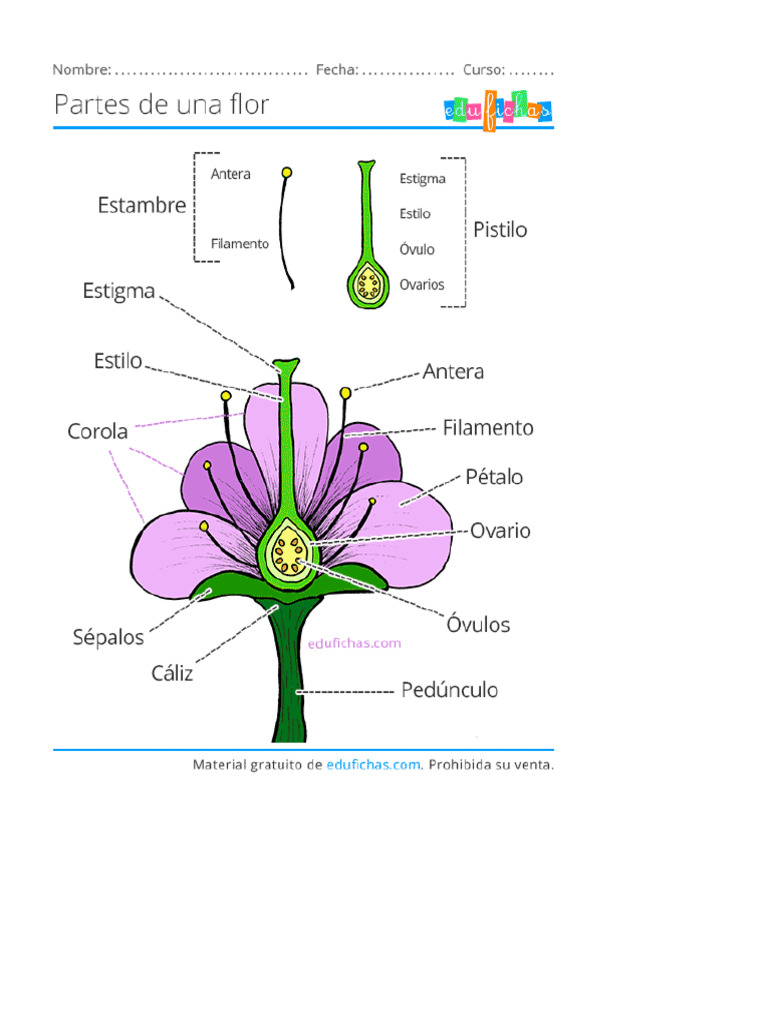 Partes-De-Una-Flor - PNG (570×770) | PDF