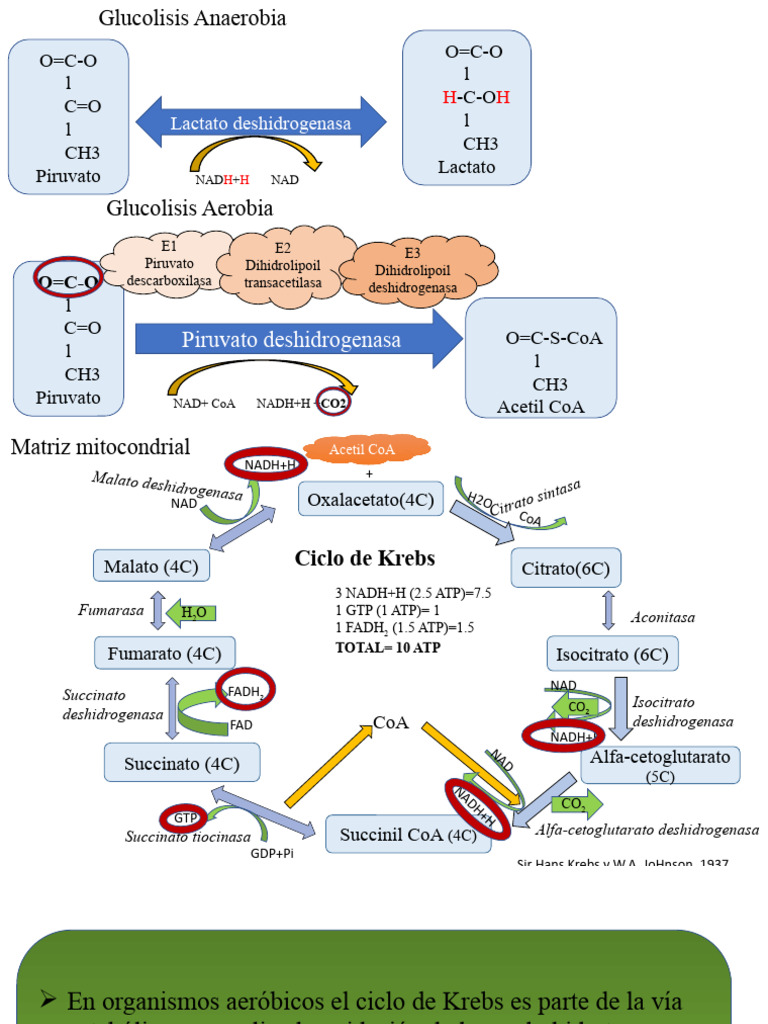 Capitulo. Ciclo de Krebs | PDF | Dieta y nutrición | Química