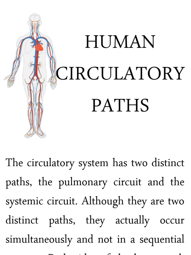 The Human Circulatory Paths | PDF | Heart | Blood