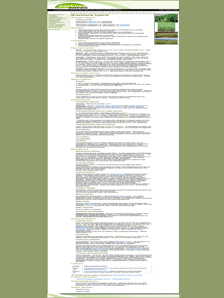 Factsheet - Brachiaria Hybrid | PDF | Sowing | Fertilizer