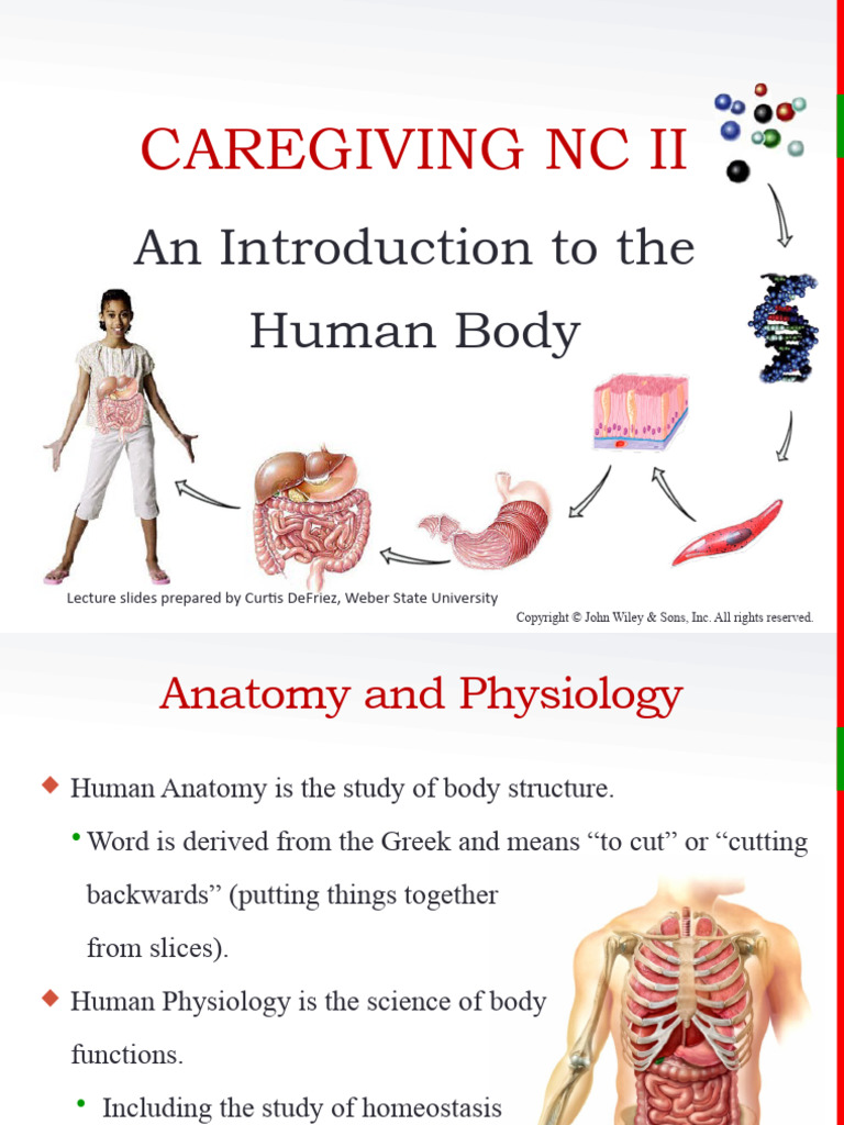 CG Intro To Anaphy 2022 | PDF | Anatomical Terms Of Location | Human Body