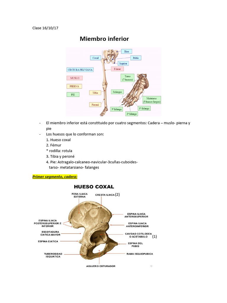Anatomia Miembro Inferior | PDF | Anatomía humana | Extremidades (anatomía)
