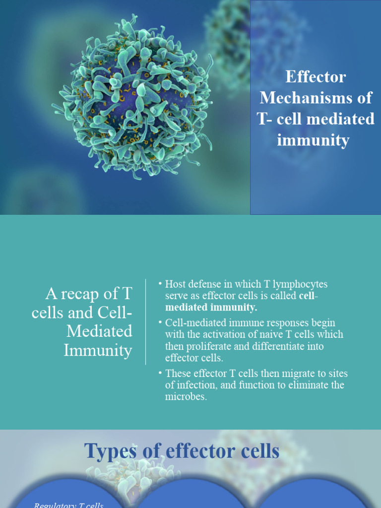 Effector Mechanism of T Cells | PDF | T Helper Cell | T Cell