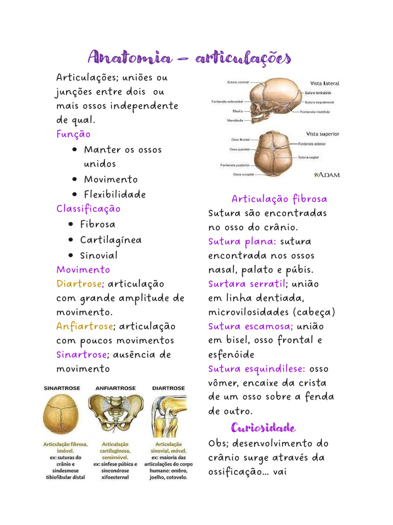 Anatomia | PDF | Crânio | Osso