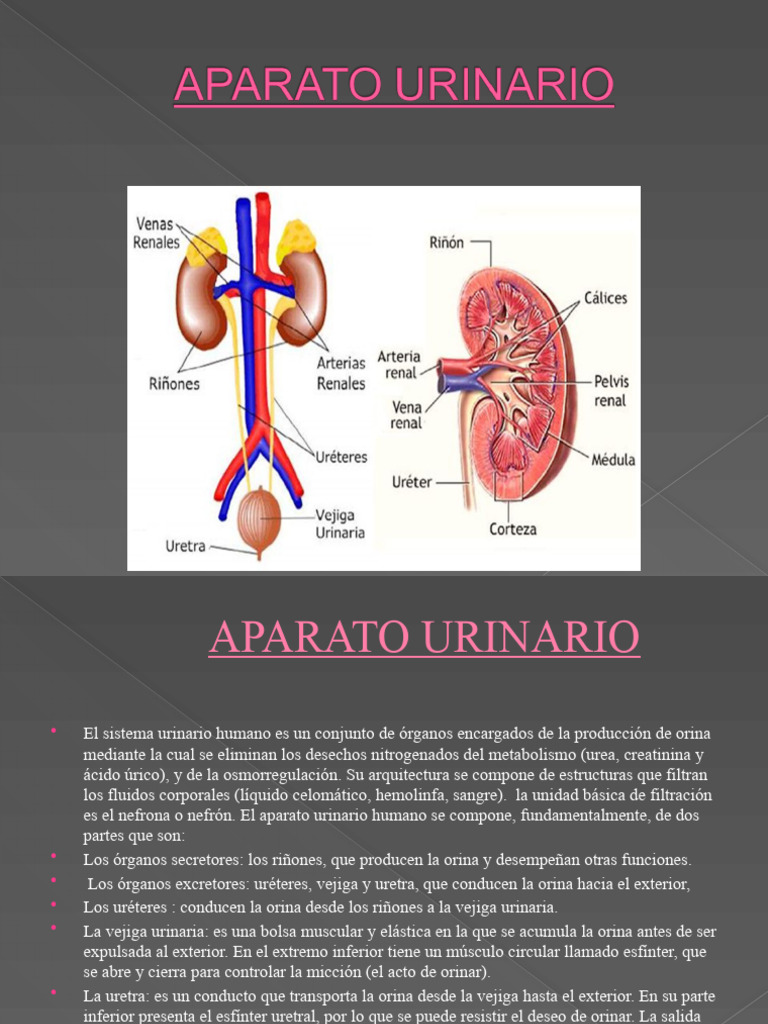 Aparato Urinario | PDF | Sistema urinario | Riñón