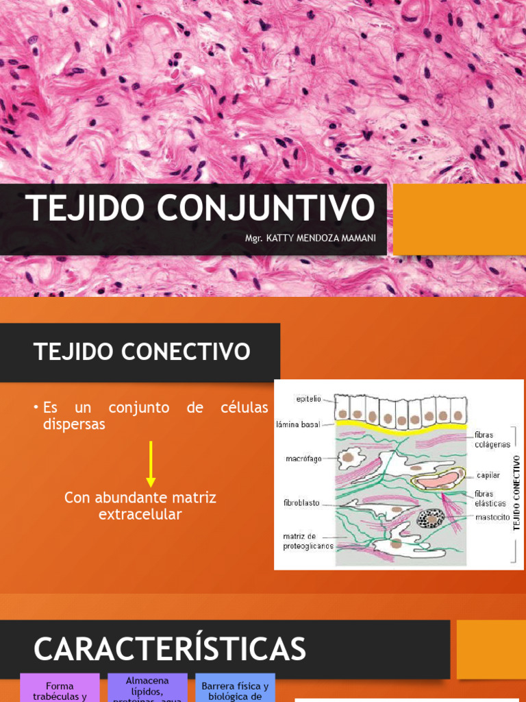 3. TEJIDO CONJUNTIVO | PDF | Tejido conectivo | La matriz extracelular