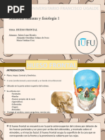 1 Region Superciliar | PDF | Cráneo | Anatomía humana