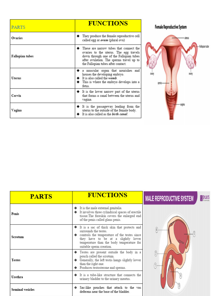 PARTS | PDF | Uterus | Testicle