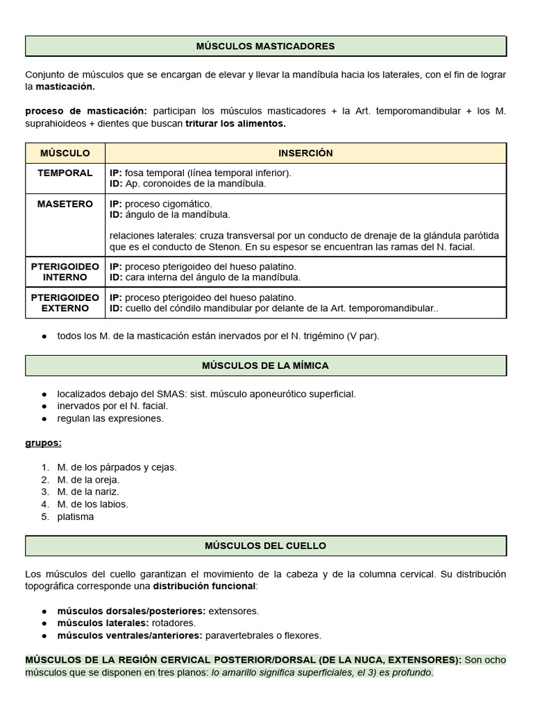 Anatomía Cabeza Y Cuello Pdf Sistema Musculoesquelético Anatomía