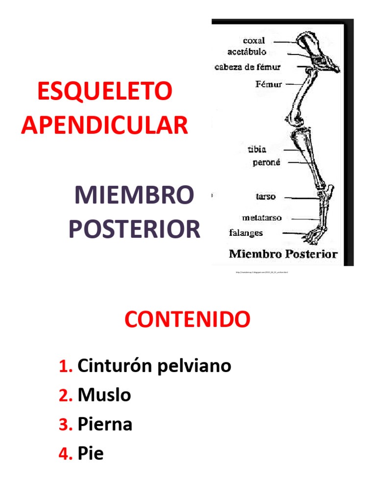 MIEMBRO POSTERIOR b2023 | PDF | Pelvis | Rodilla