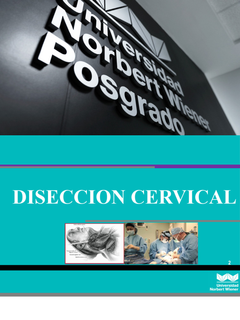Diseccion Cervical | PDF | Anatomía humana | Anatomía