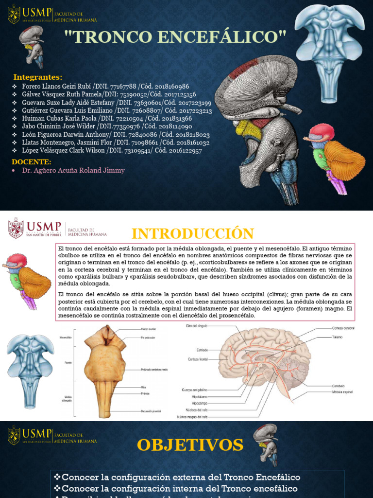 Tronco Encefalico | PDF | Neurociencia | Tronco encefálico