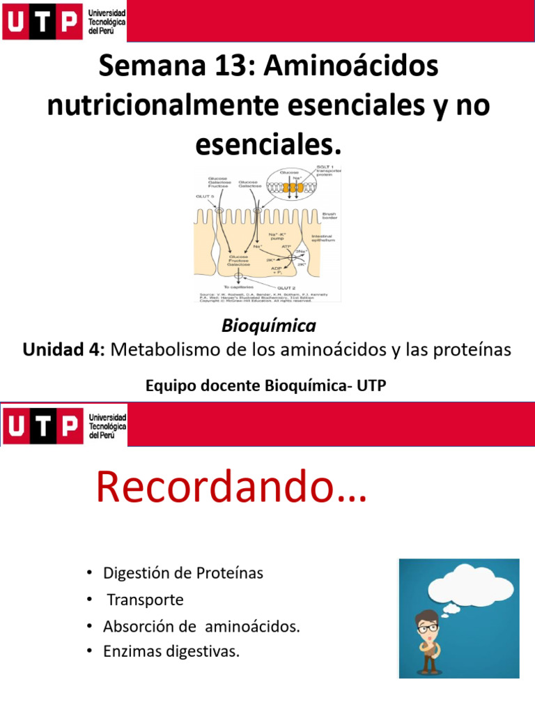 S13.25. Material | PDF | Biosíntesis | Aminoácidos