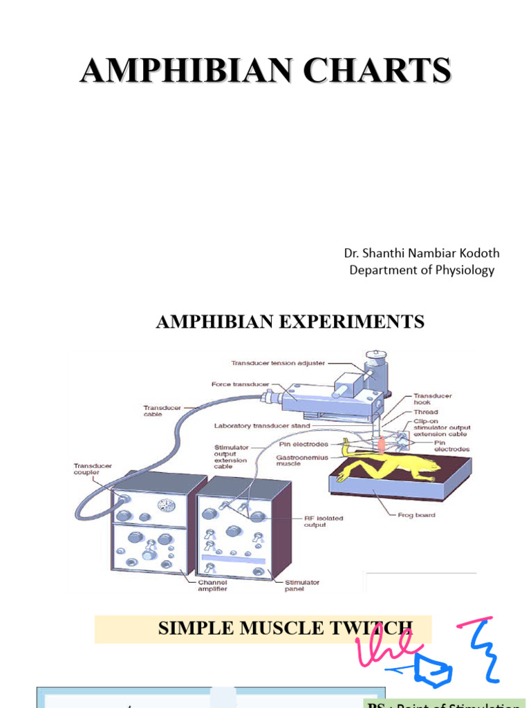 Amphibian Charts | Download Free PDF | Muscle Contraction | Skeletal Muscle