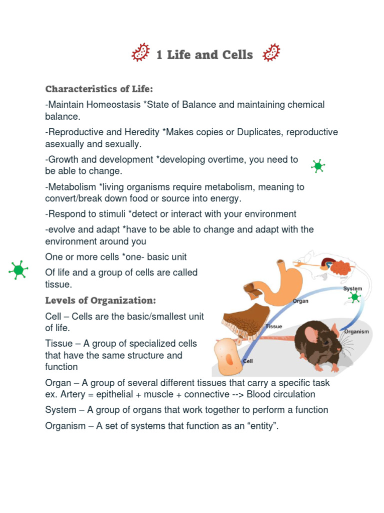 1 Life and Cells Chapter 1 Quiz | PDF | Cell (Biology) | Life