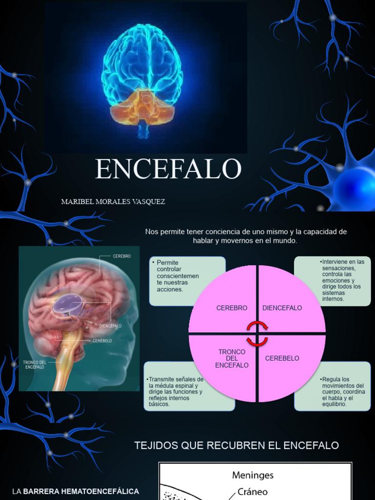 Encefalo y Medula Espinal | PDF | Cerebro | Cerebelo