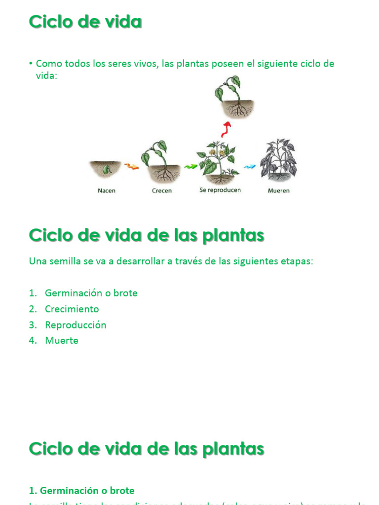 Ciclo de Vida de Las Plantas | PDF
