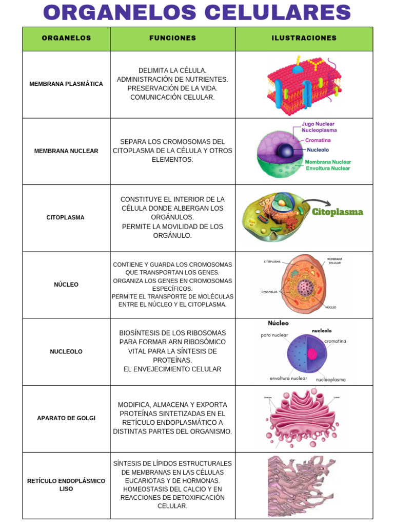 Organelos | PDF | Citoplasma | Biología Celular)