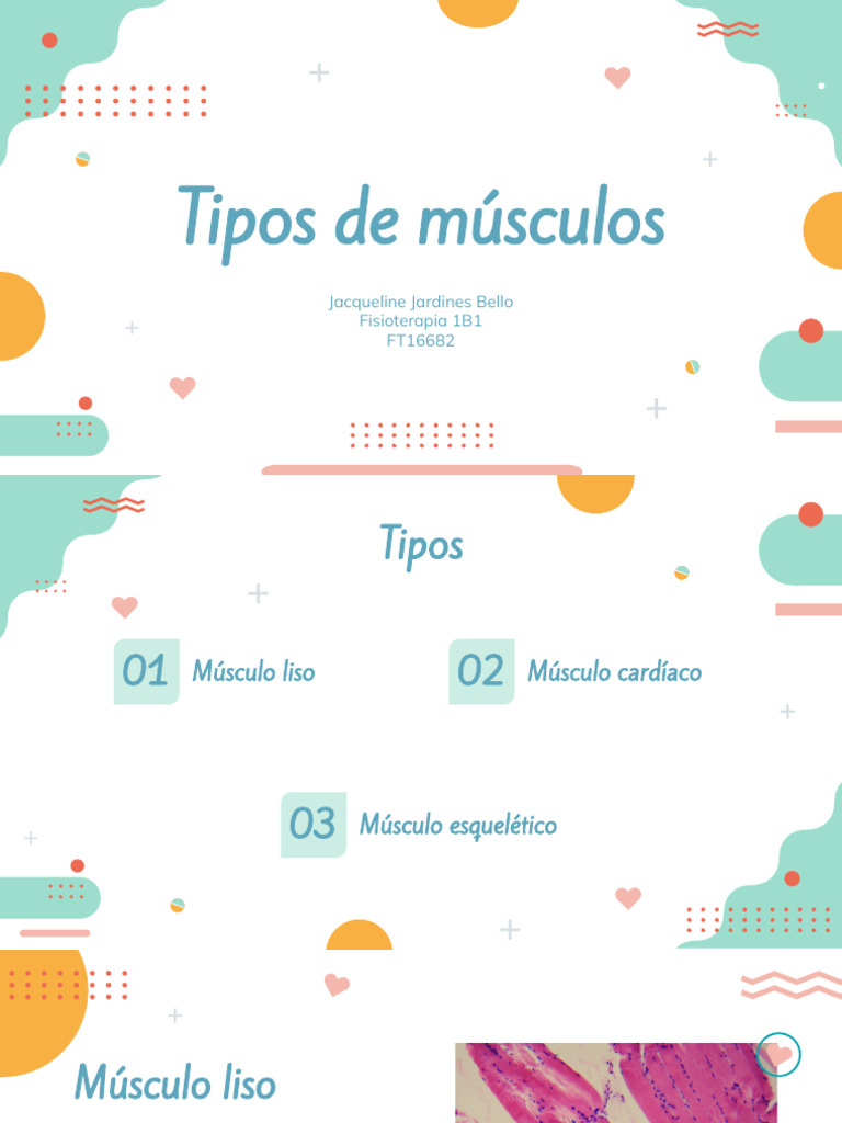 Clasificación de los tipos de músculos | PDF | Músculo esquelético ...