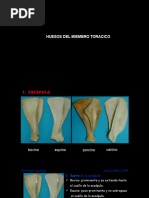Anatomía del Húmero, Radio y Cúbito | PDF | Codo | Términos anatómicos ...