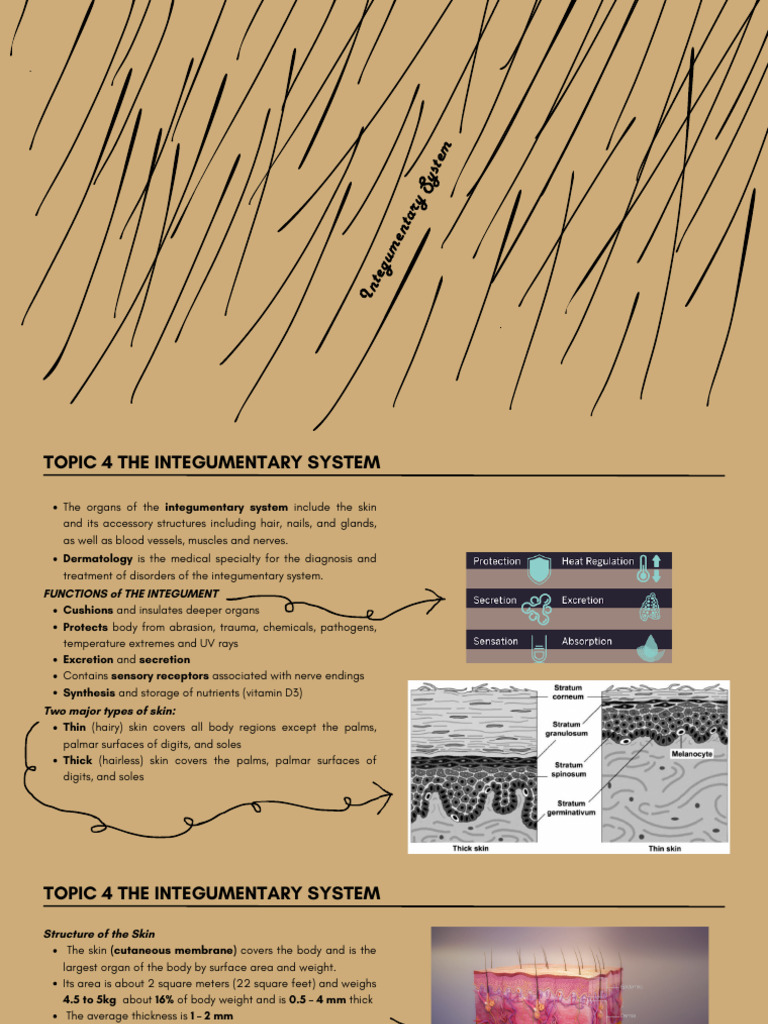 MOYA, John Zeus A. (HUMANA Classwork #3 Prelim) | PDF | Vertebra | Pelvis