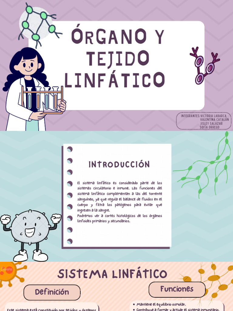 ÓRGANO Y TEJIDO LINFÁTICO | PDF | Sistema linfático | Linfocitos