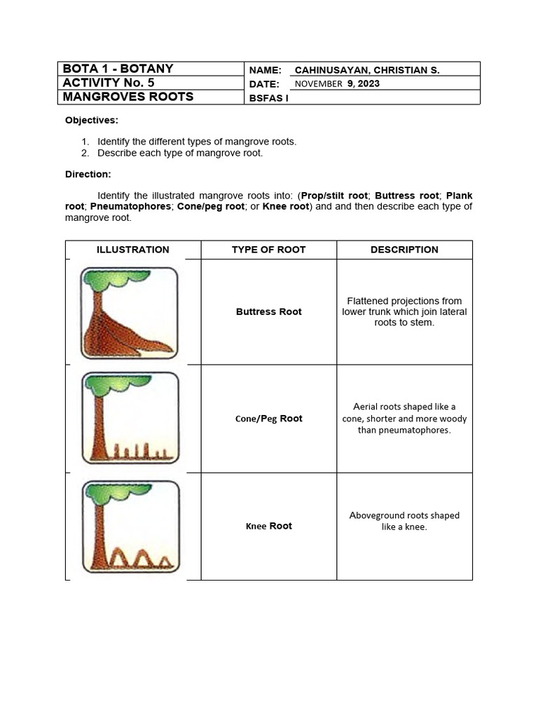 Mangrove Roots Study Guide | PDF