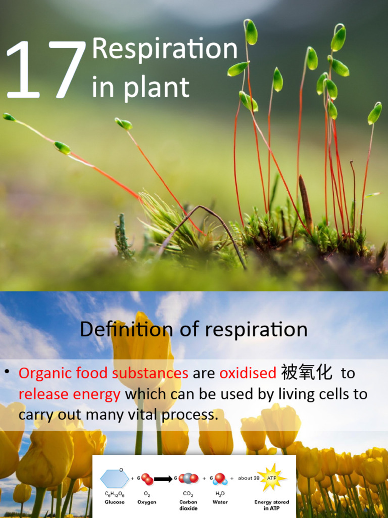 17-Respiration in plant | PDF | Photosynthesis | Cellular Respiration